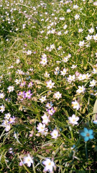 Flower discovery - video Dailymotion