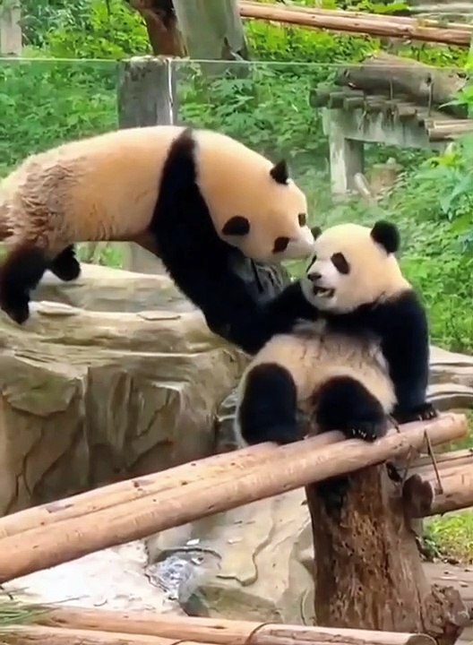 Twins Panda Yu Ke And Yu Ai - video Dailymotion