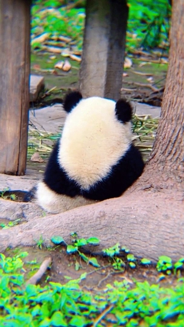 Panda Sitting Back