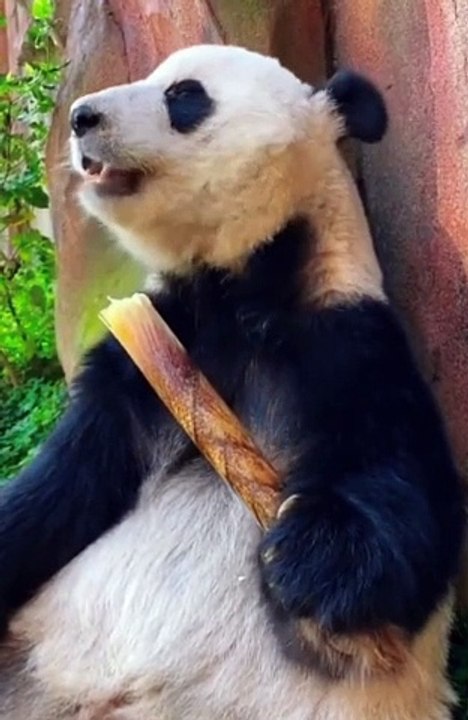 Panda Asmr - video Dailymotion