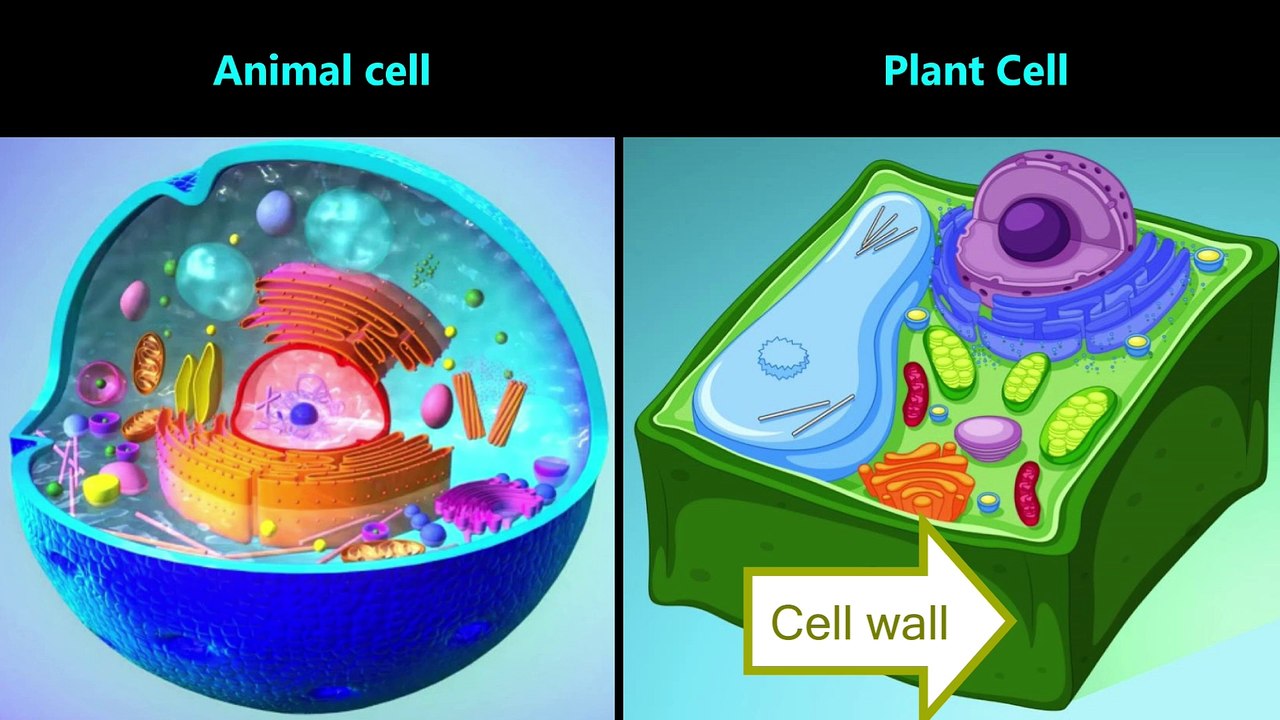 Introduction to Cells. For 6th grade and older. NGSS MS-LS1-2, MS-LS1-3 ...