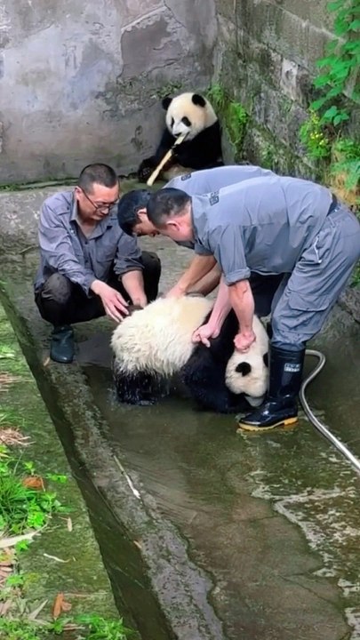 Panda Shower Having Premium Service We Love Panda So We Share ️ More ...