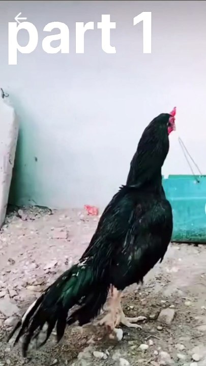 Aseel black murga Ka Shauk check Karen subscribe my channel - video ...