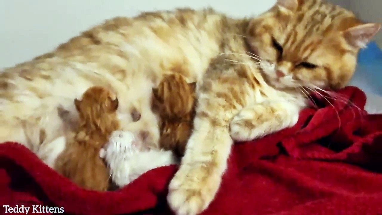 Today Ophelia Gave Birth to three sweet Babies (April 19, 2023) - video Dailymotion