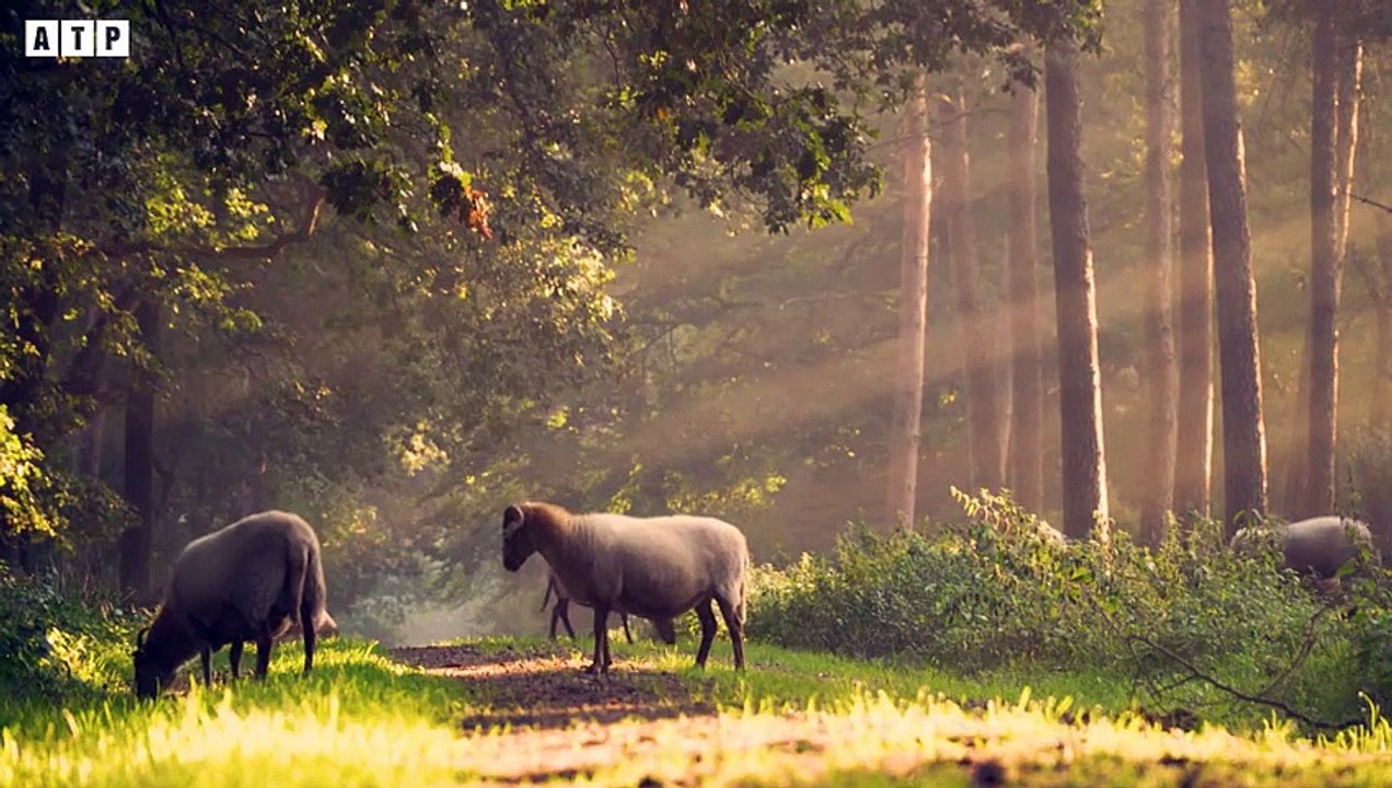 Gay Animal - How To Play Discover Couples Gay in Animal, Animals Mating ...