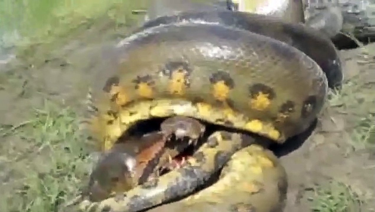 Anaconda vs Krokodil Python vs Alligator Zusammenstellung von Python vs ...
