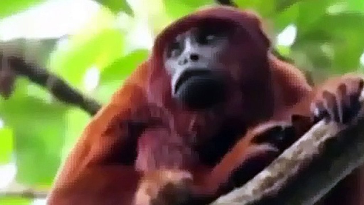 Python vs Monkey Zusammenstellung Pavian, Schlange und Affe - video ...