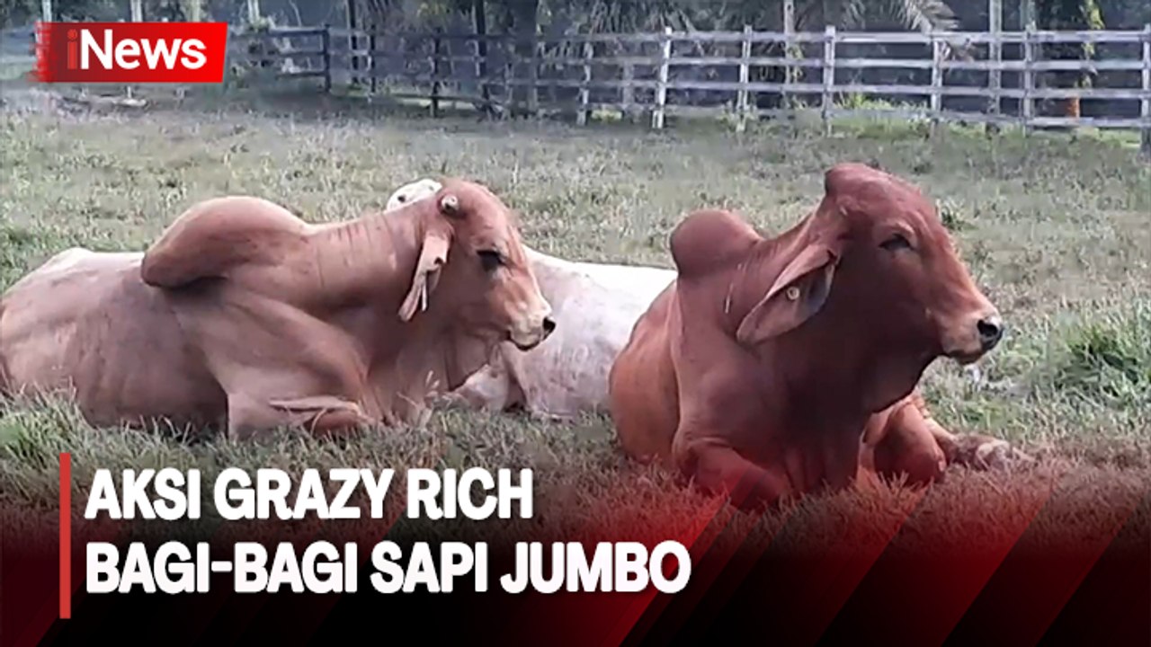 Jelang Idul Adha, Crazy Rich Pangkalan Bun Bagikan 90 Ekor Sapi Jumbo ...