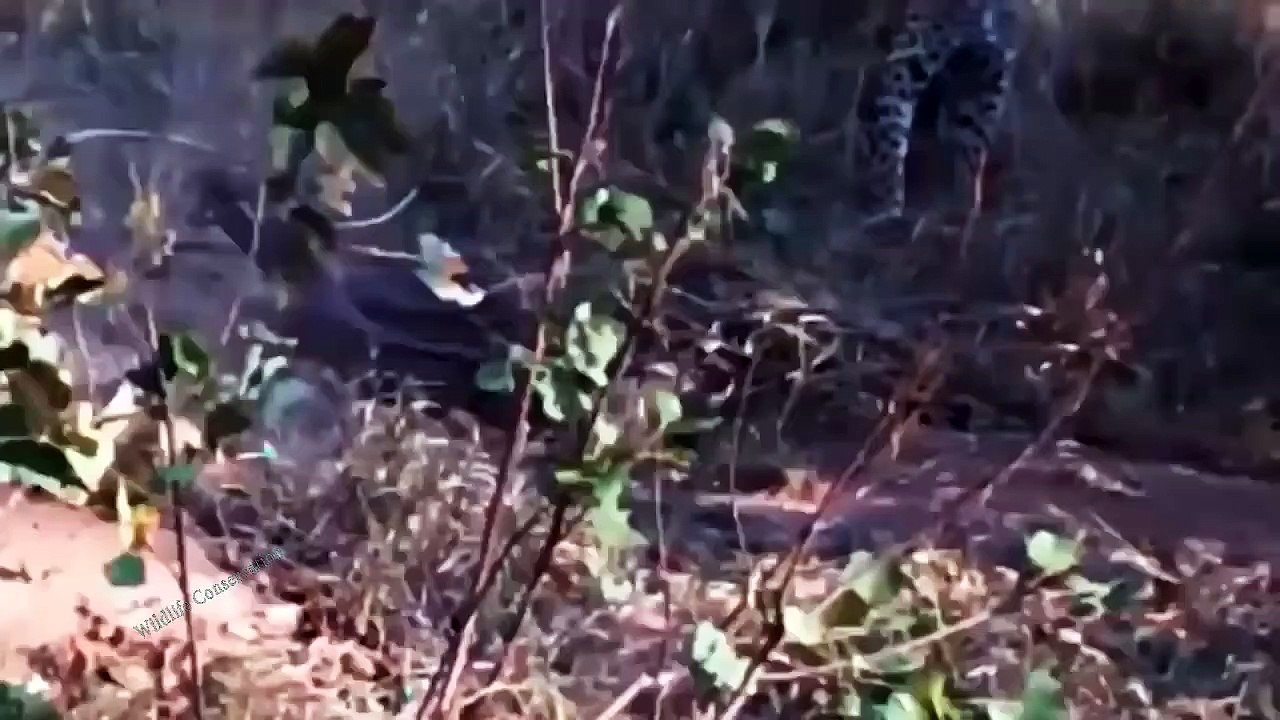 Terrible! Curious Lion Was Strangled To Death By Python While Prowling ...