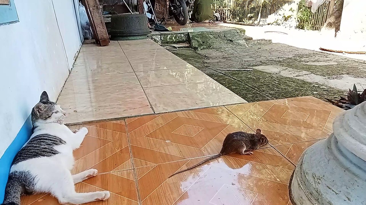 Kucing dan Tikus??? - Video Dailymotion