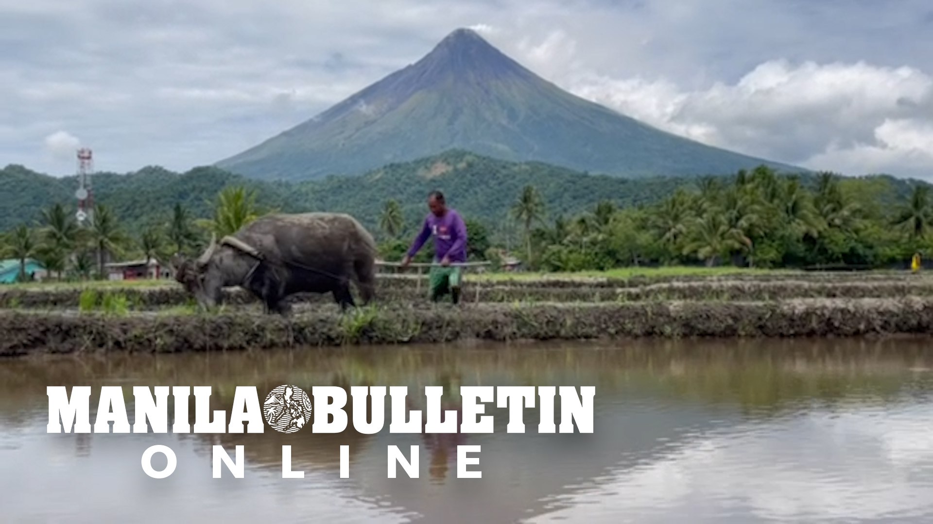 Planting Rice With Mayon Volcano