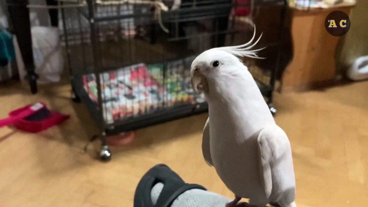 Parrot Song 3 parrot try to sing song. - video Dailymotion