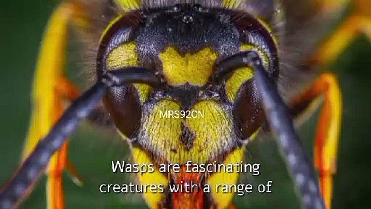 Wasps, the fascinating insects of the order Hymenoptera, possess ...