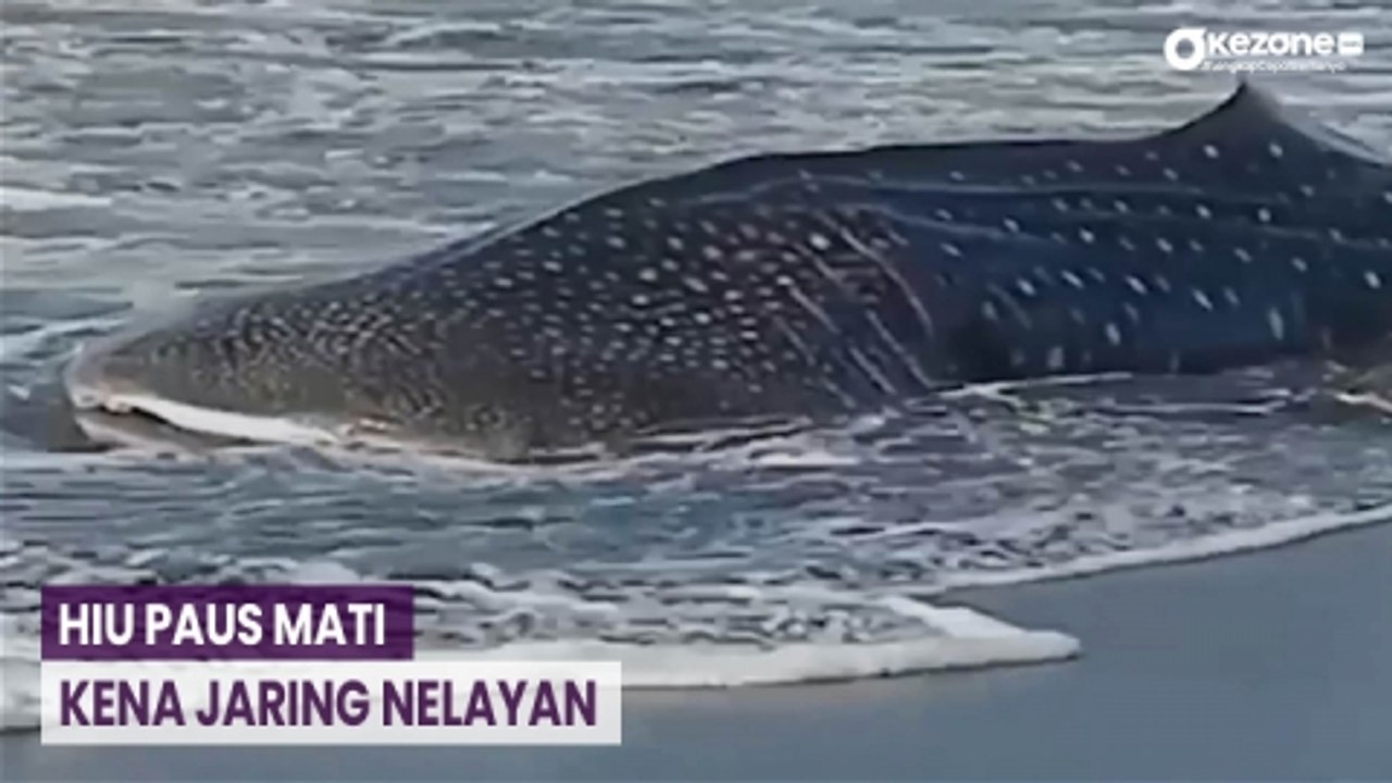 Kena Jaring Nelayan, Hiu Paus Mati di Pantai Jembrana - video Dailymotion