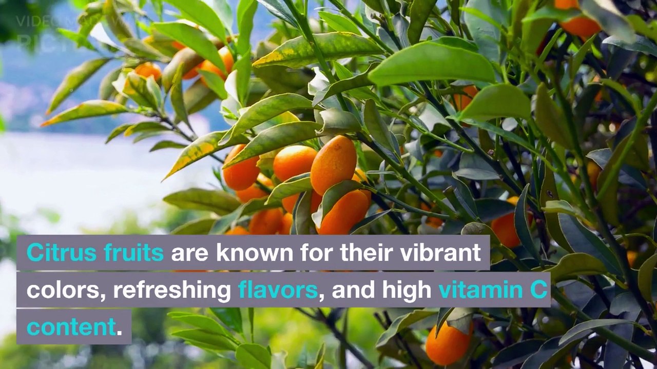 Revealed! The Miracle of Citrus Fruit: Health Benefits and Side Effects ...