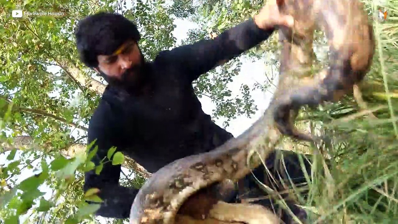 Rock Python Rescue.When a giant python was shown to small children ...