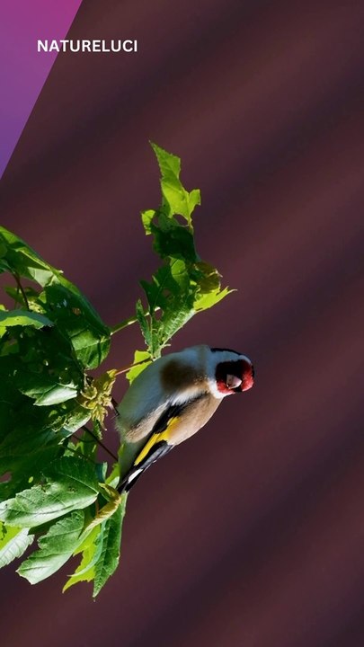 Magnificent Wild Birds - video Dailymotion