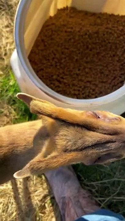 Muntjac Deer Looks Like a Space Alien - video Dailymotion