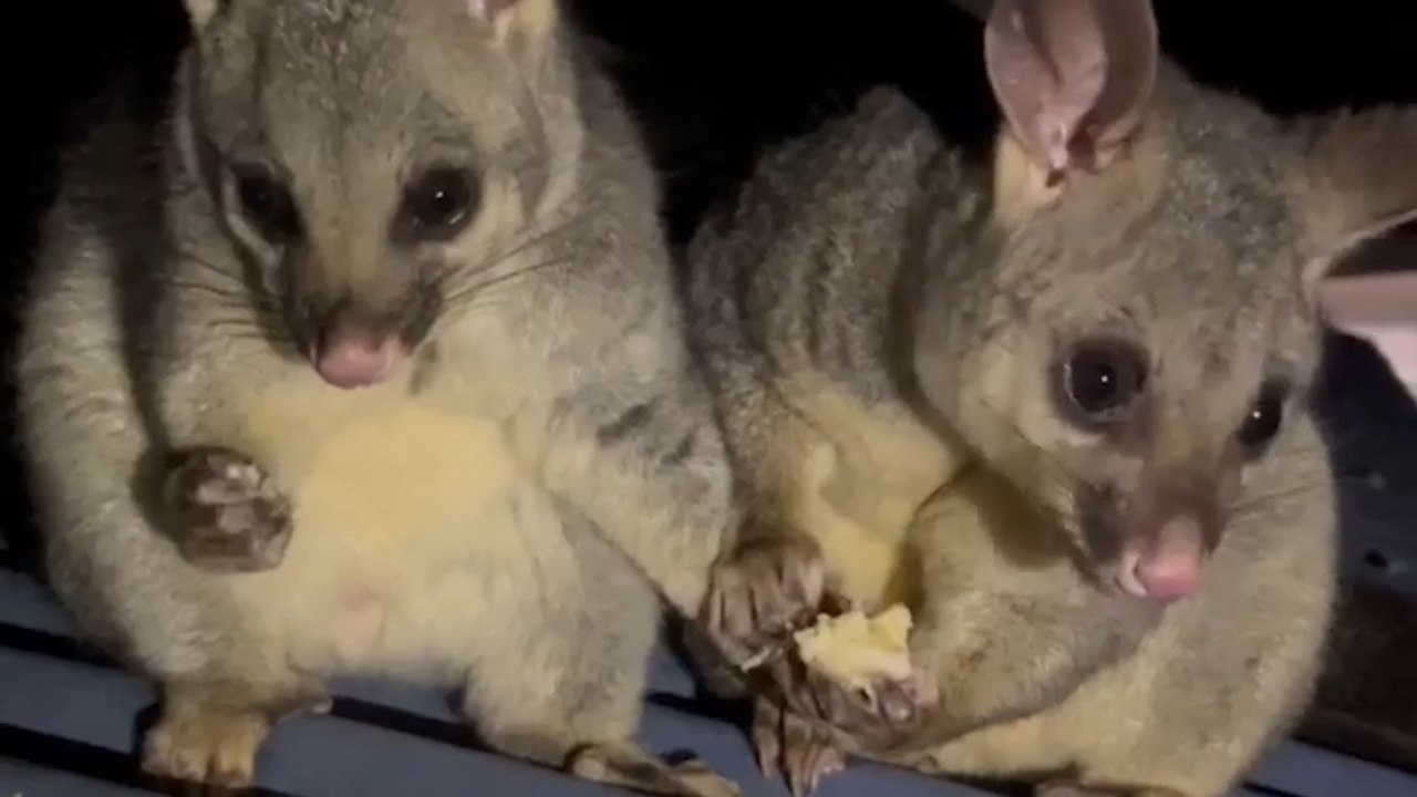 CUTEST Possums Hold Hands While Munching! - video Dailymotion