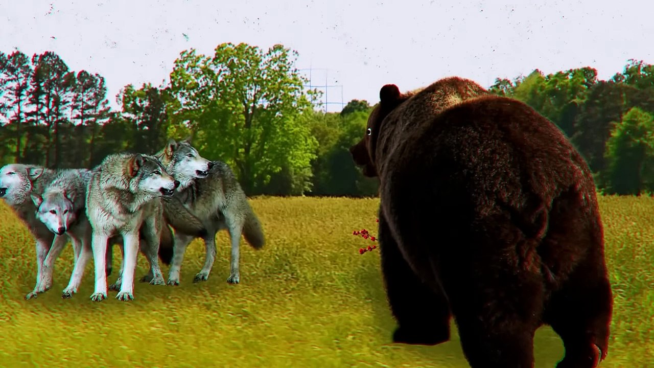 That's Why Wolves Hate Bears - video Dailymotion