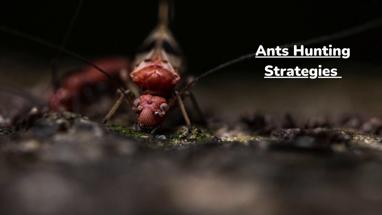 The Hunting Strategies of Predatory Ants - video Dailymotion