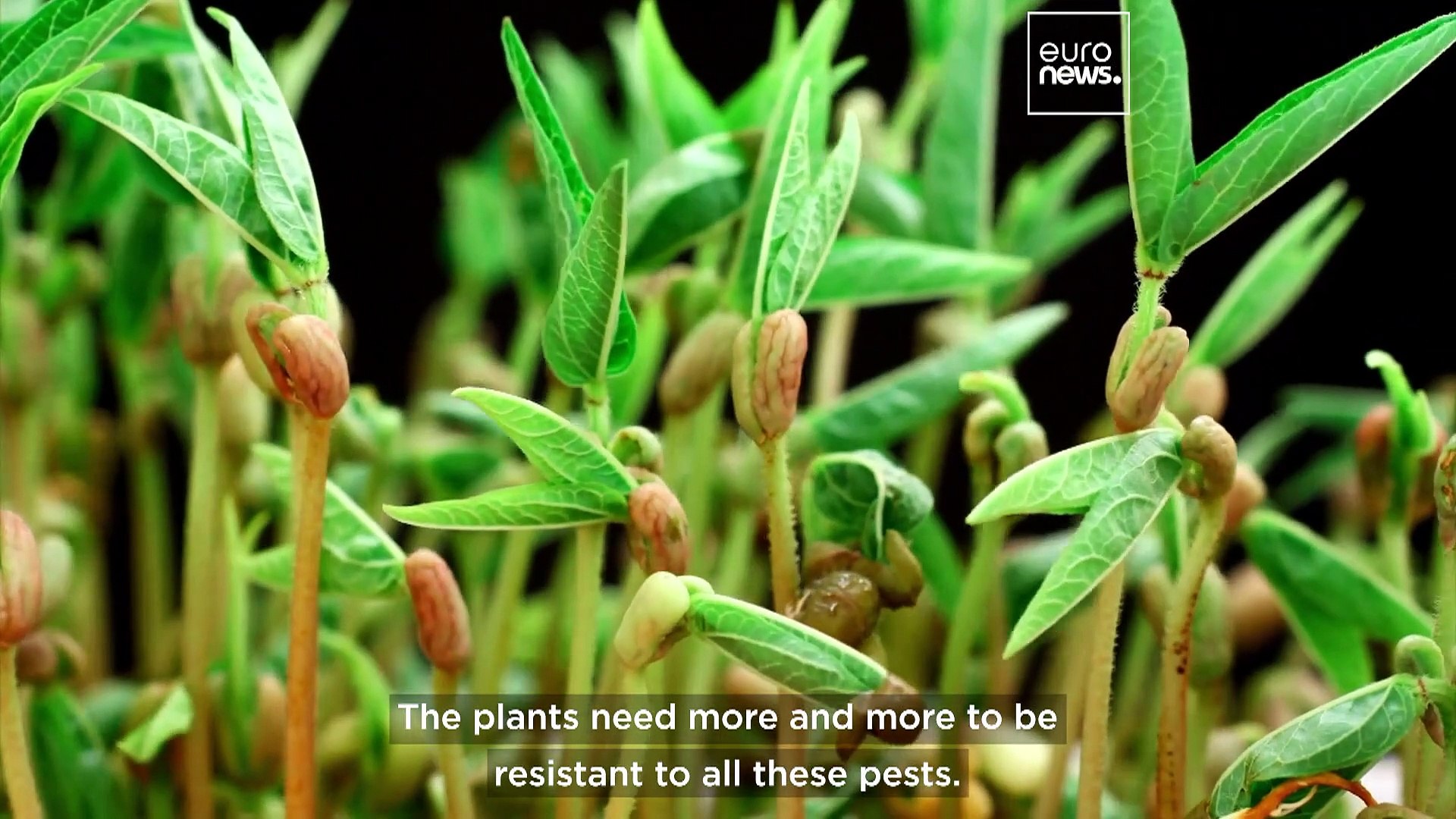 The EU and UK exported 1,000 tonnes of a banned pesticide to poorer ...