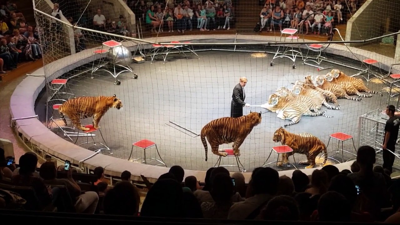 Tiger im Zirkus (5) Beautiful Circus - video Dailymotion
