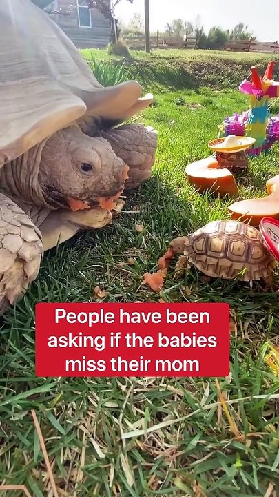 Do The Baby Tortoises Miss Their Mom_! #shorts #tortoise - video ...