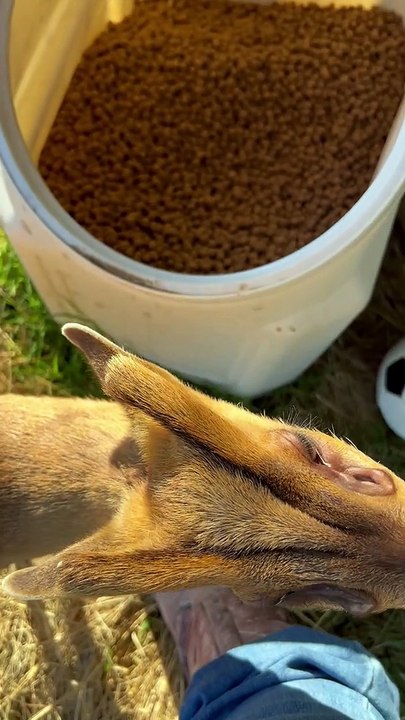 Muntjac Deer Looks Like a Space Alien - video Dailymotion