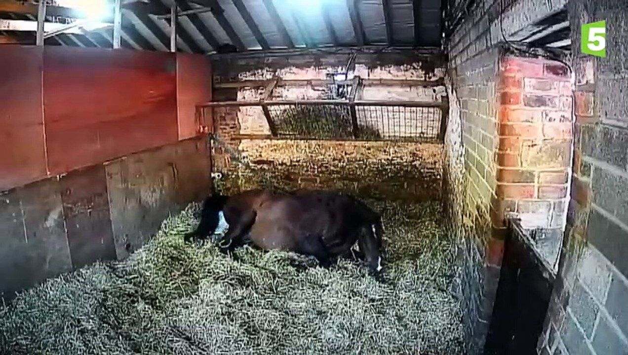 Naissance d'un bébé cheval en direct Mise bas jument poulain - ZAPPING ...