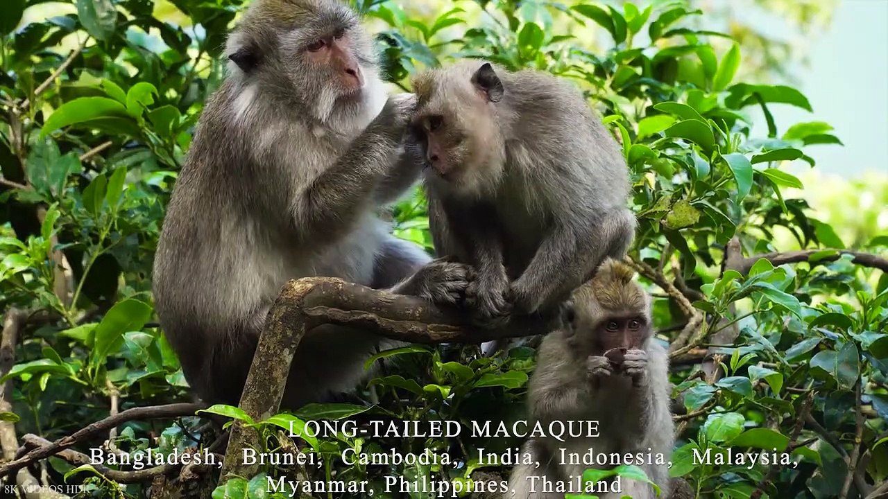 MONKEYS & APES 8K Ultra HD – Names, Locations And Real Sounds - video ...