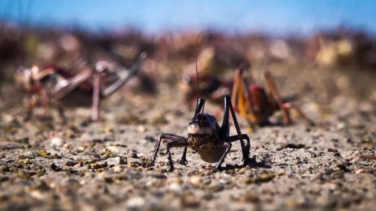 Mormon crickets invade Nevada - video Dailymotion