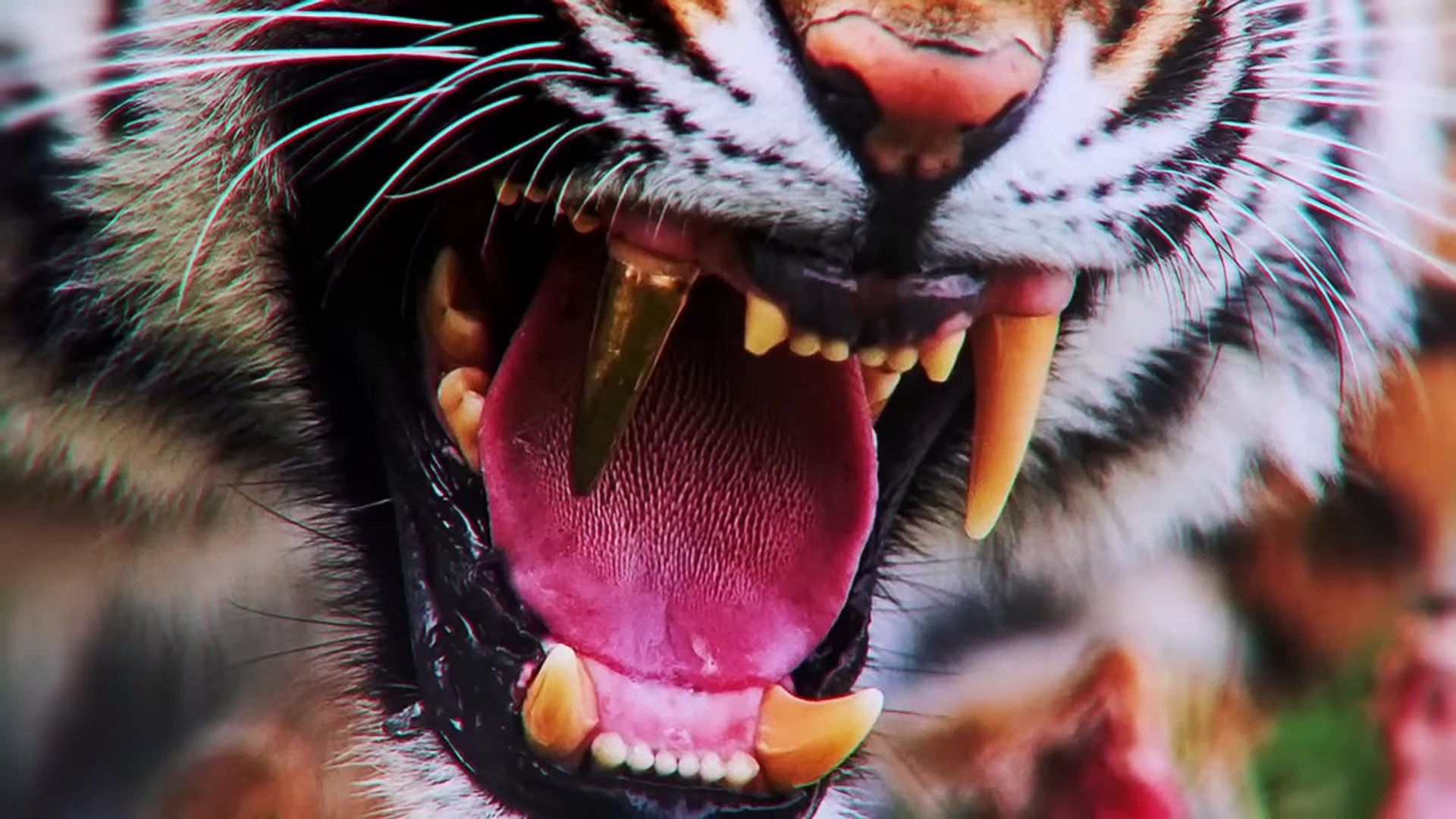 Tiger Teeth