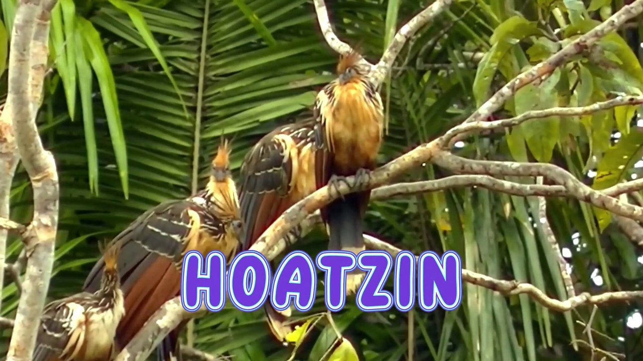 Let's Find Out the Names of Animals #14 - Learn Animal's Names for Kids ...