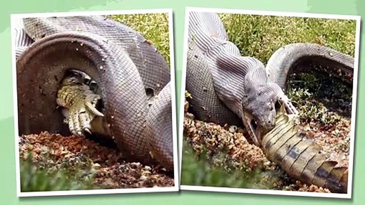 58 Million Years Ago Titanoboa Lost the War to the Biggest Crocodile ...