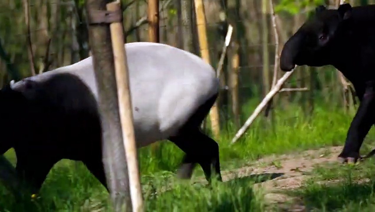 Malayan Tapirs Struggle to Mate The Secret Life of the Zoo Nature Bites ...