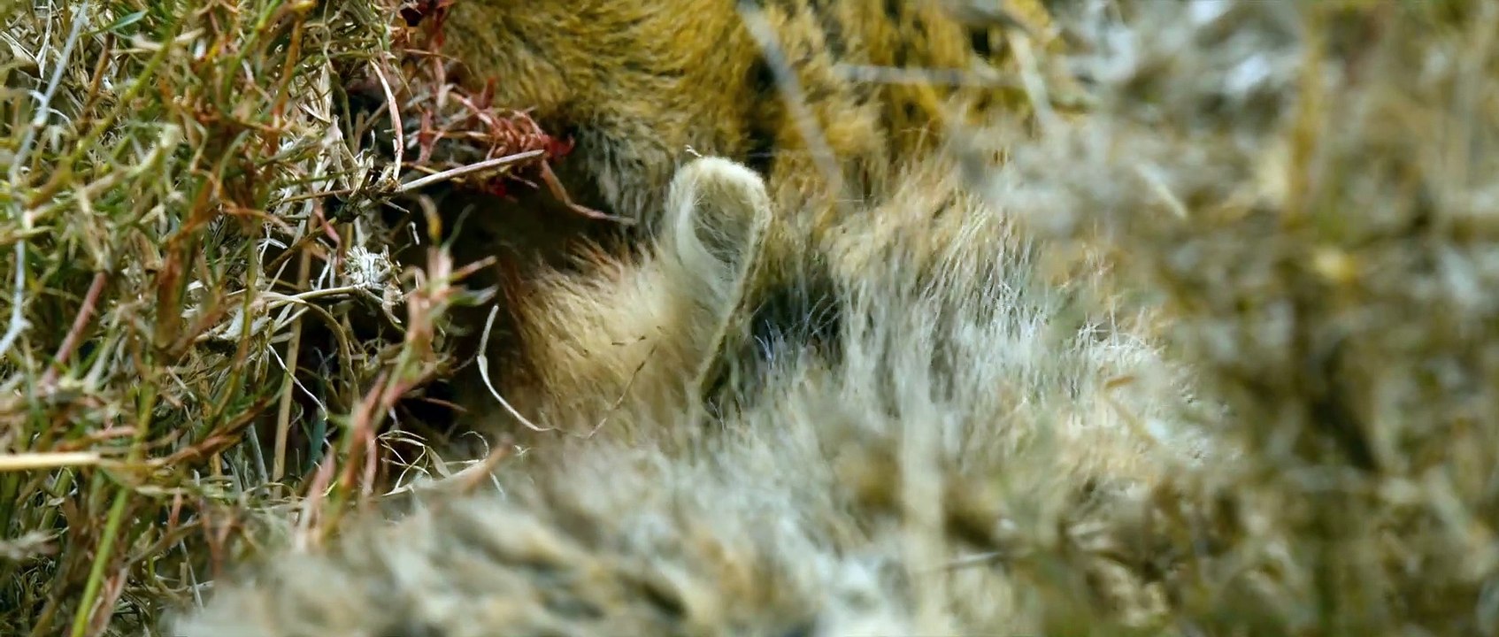 Our Universe - Chasing Starlight - video Dailymotion