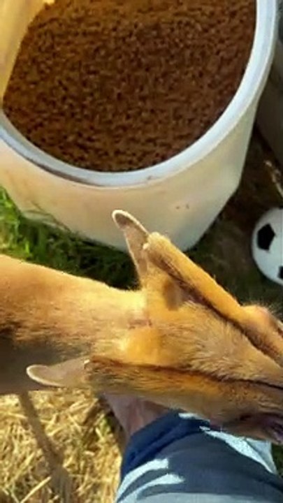 Muntjac Deer Looks Like a Space Alien - video Dailymotion