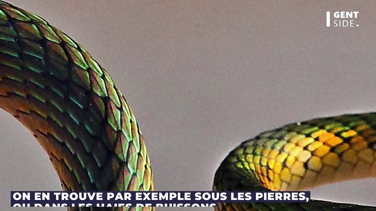 Contre les serpents, ce mélange simple et efficace pour les éloigner à ...
