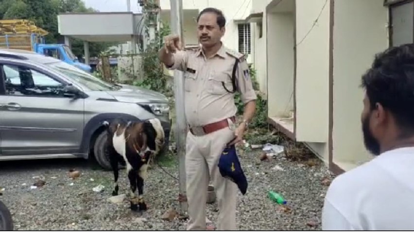 VIDEO: बकरीद में कुर्बानी से पहले पुलिस हिरासत में बेजुबान जानवर, एक ...