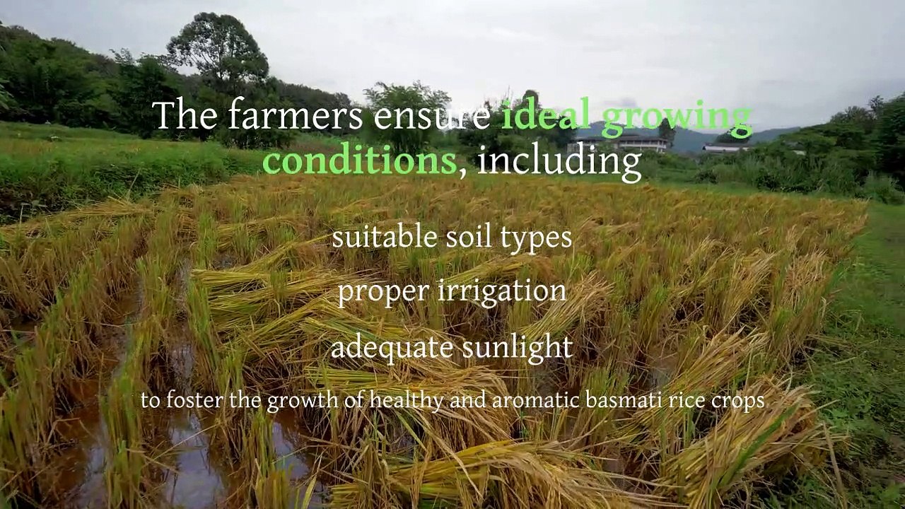 The Journey From Paddy To Plate: Understanding The Basmati Rice ...