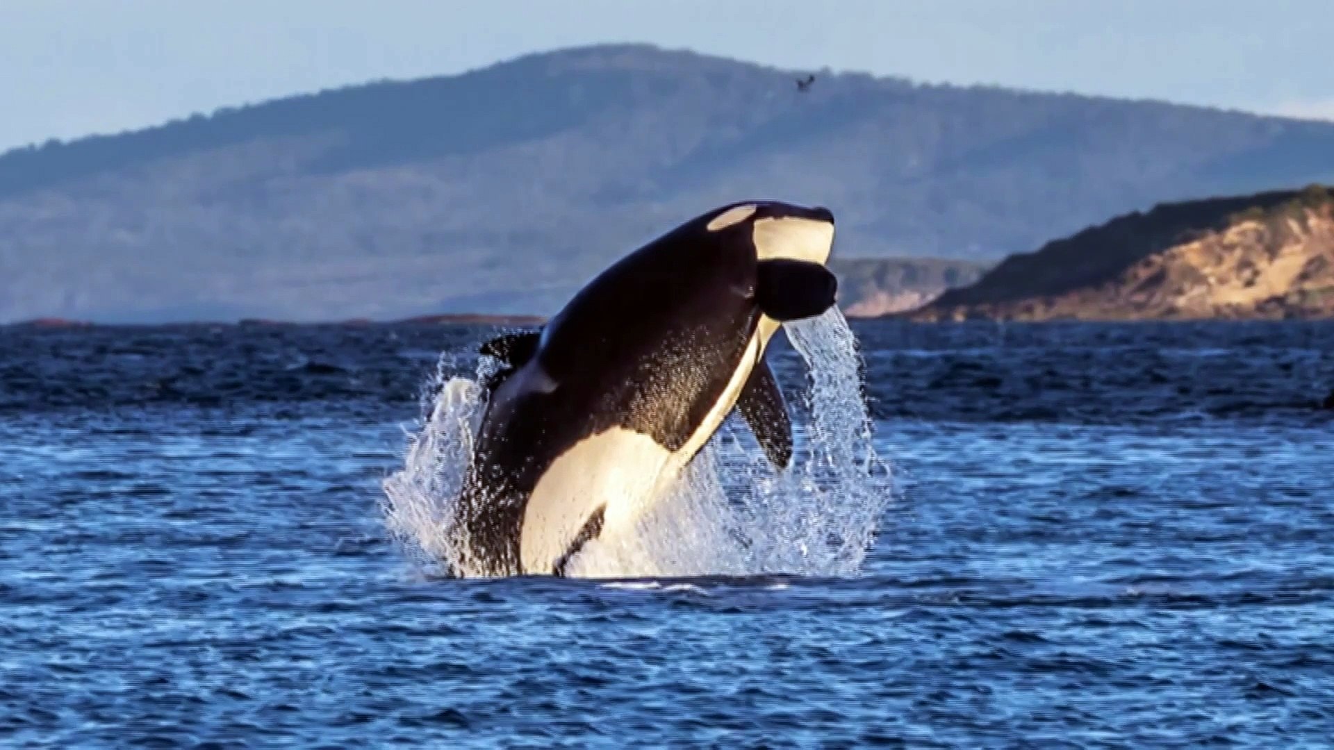 Orca Pod Breaching