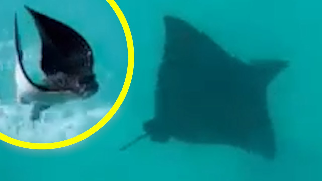 GIANT STINGRAY Captured JUMPING Out Of Water! - video Dailymotion