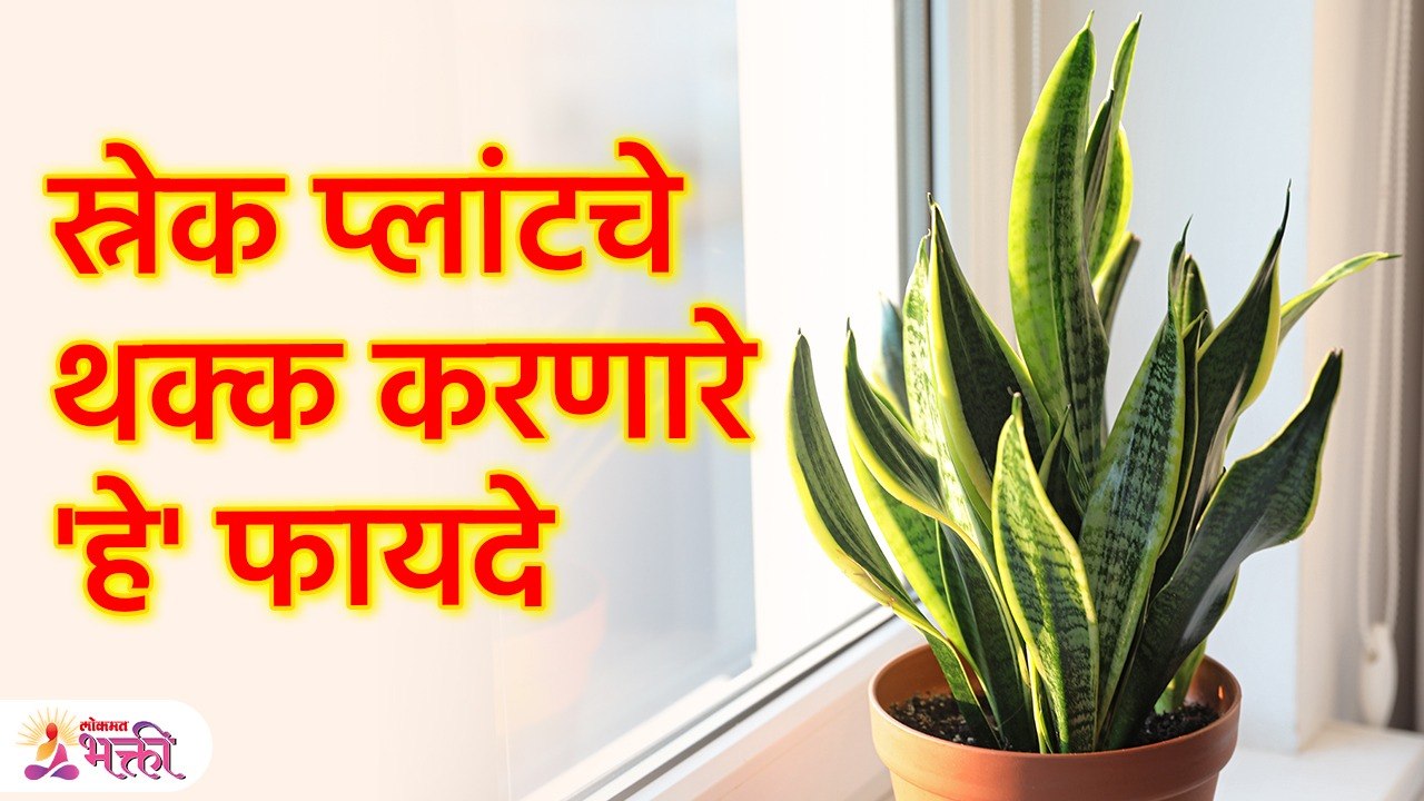 स्नेक प्लांटचे' कोणीही सांगणार 'हे' फायदे,अनुभव बघाच | Snake Plant Sope ...