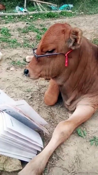 Funny Cow | Cow feels sleepy after seeing book | Beautiful cow | Eid Ul ...