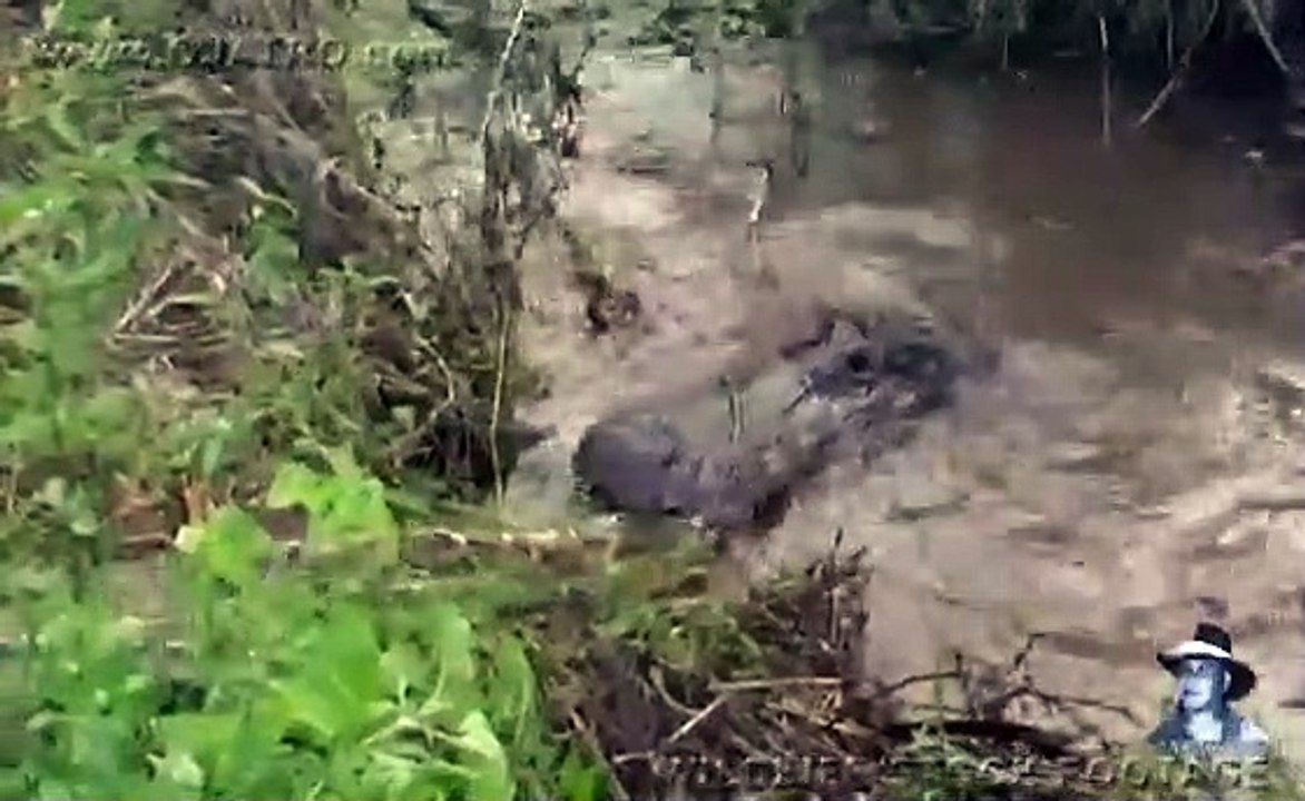 Dangerous Invaders 02 - Python eats Alligator - video Dailymotion