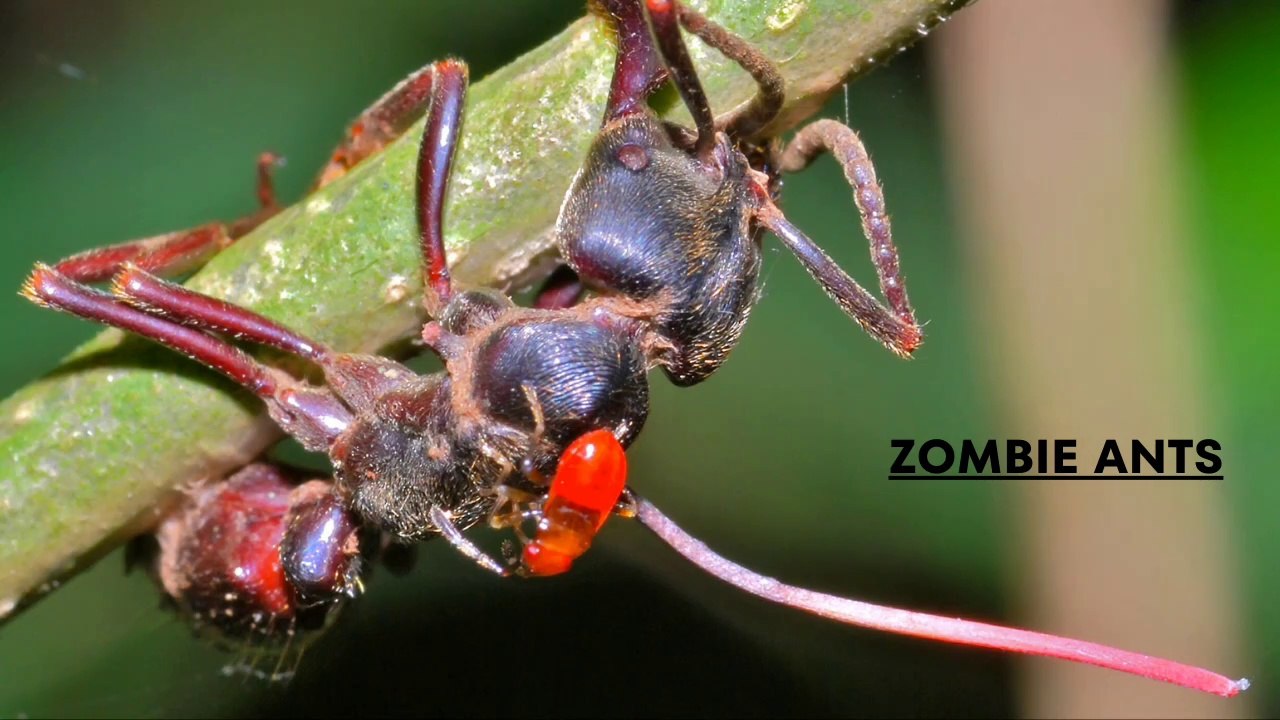 How Zombie Ants Live - video Dailymotion