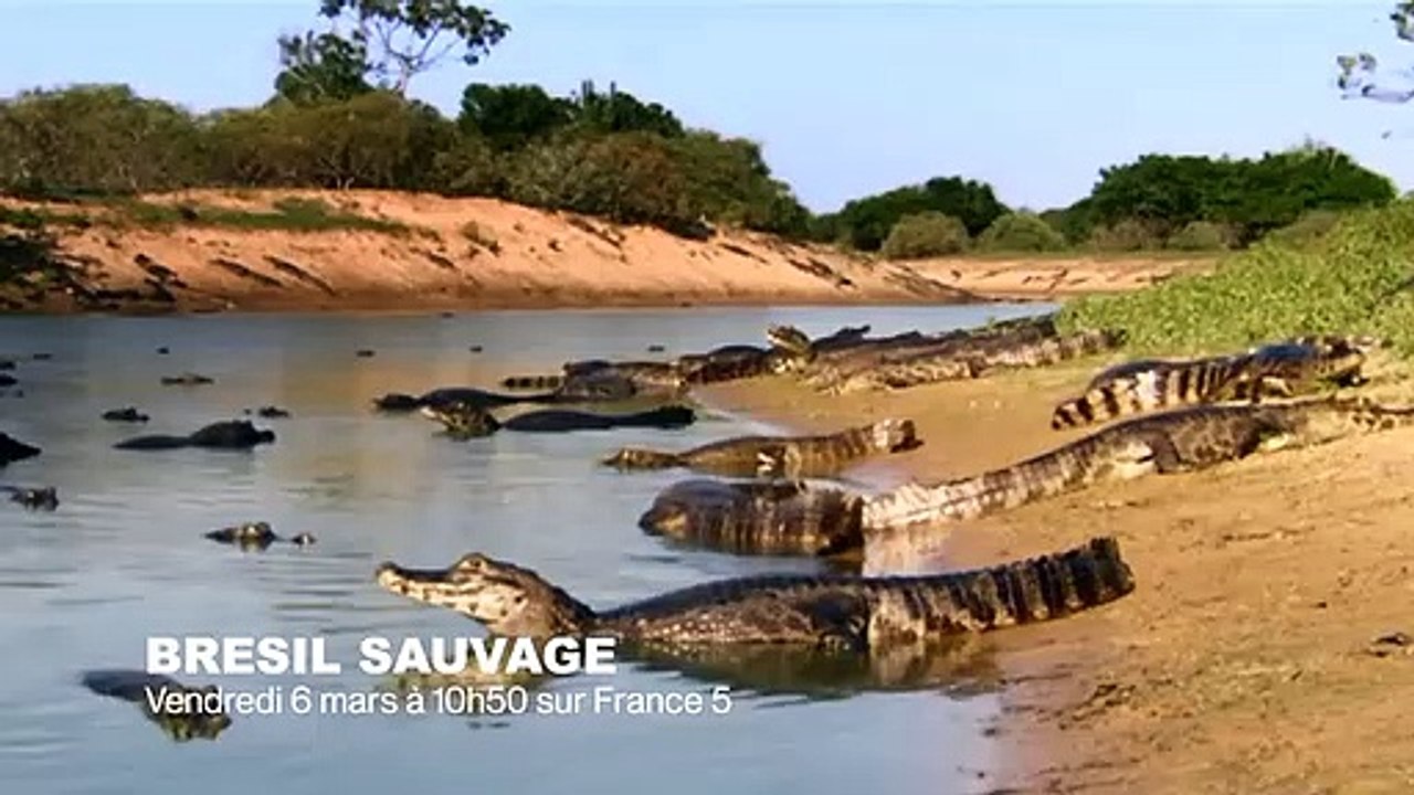 Un poisson escalade une cascade avec la bouche - ZAPPING SAUVAGE 19 ...