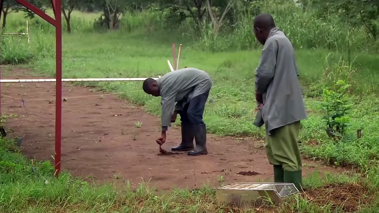 An Octopus Eats Itself to Raise Its Offspring - video Dailymotion