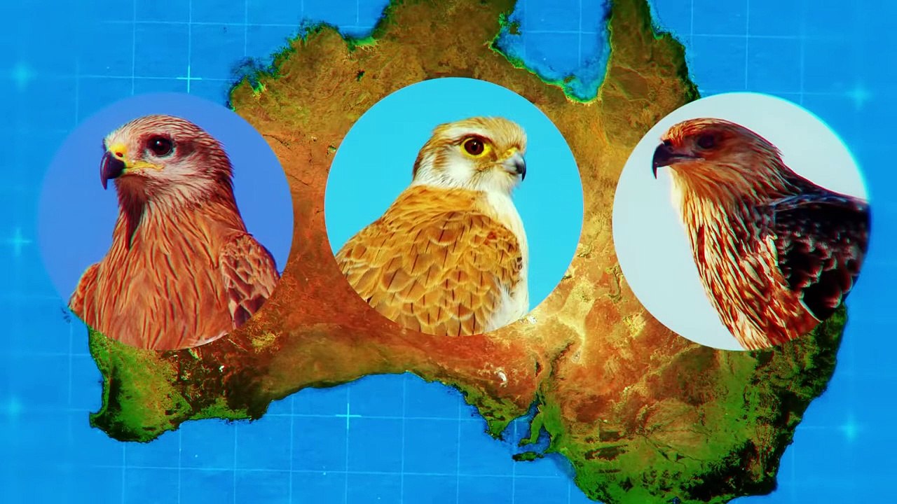 This Is How Birds Use Fire - video Dailymotion